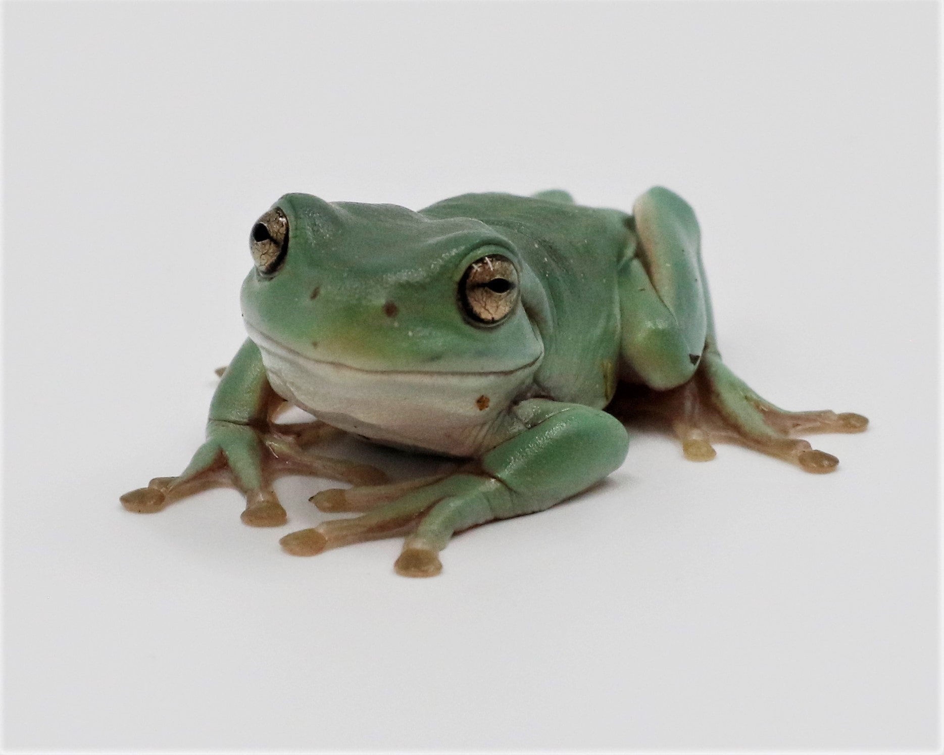 Whites Dumpy Tree Frog | Front Range Reptiles